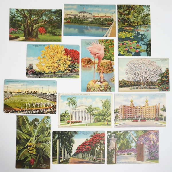 Florida Postcard - Etsy