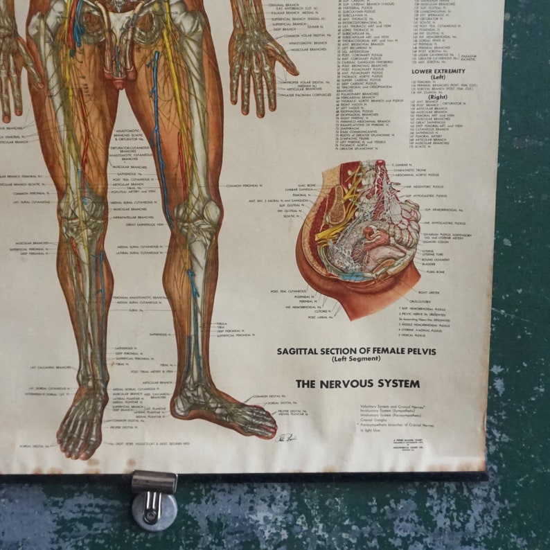 Anatomy Chart / Authentic Vintage Human Diagrams From 1949 / Anatomical ...