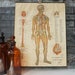 Anatomy Chart / Authentic Vintage Human Diagrams From 1949 / Anatomical ...