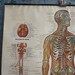 Anatomy Chart / Authentic Vintage Human Diagrams From 1949 / Anatomical ...