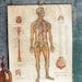 Anatomy Chart / Authentic Vintage Human Diagrams From 1949 / Anatomical ...
