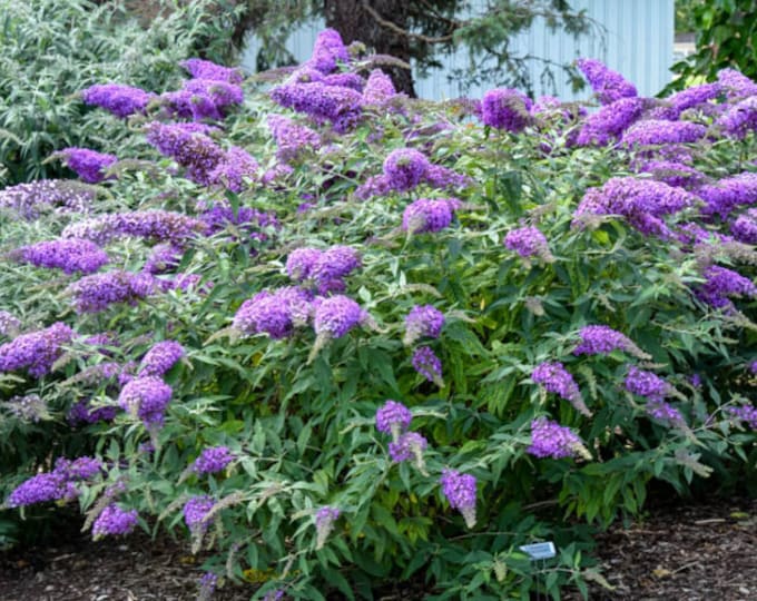 Butterfly Bush Seeds (buddleja Davidii). Lot of 500 Organic Seeds in ...