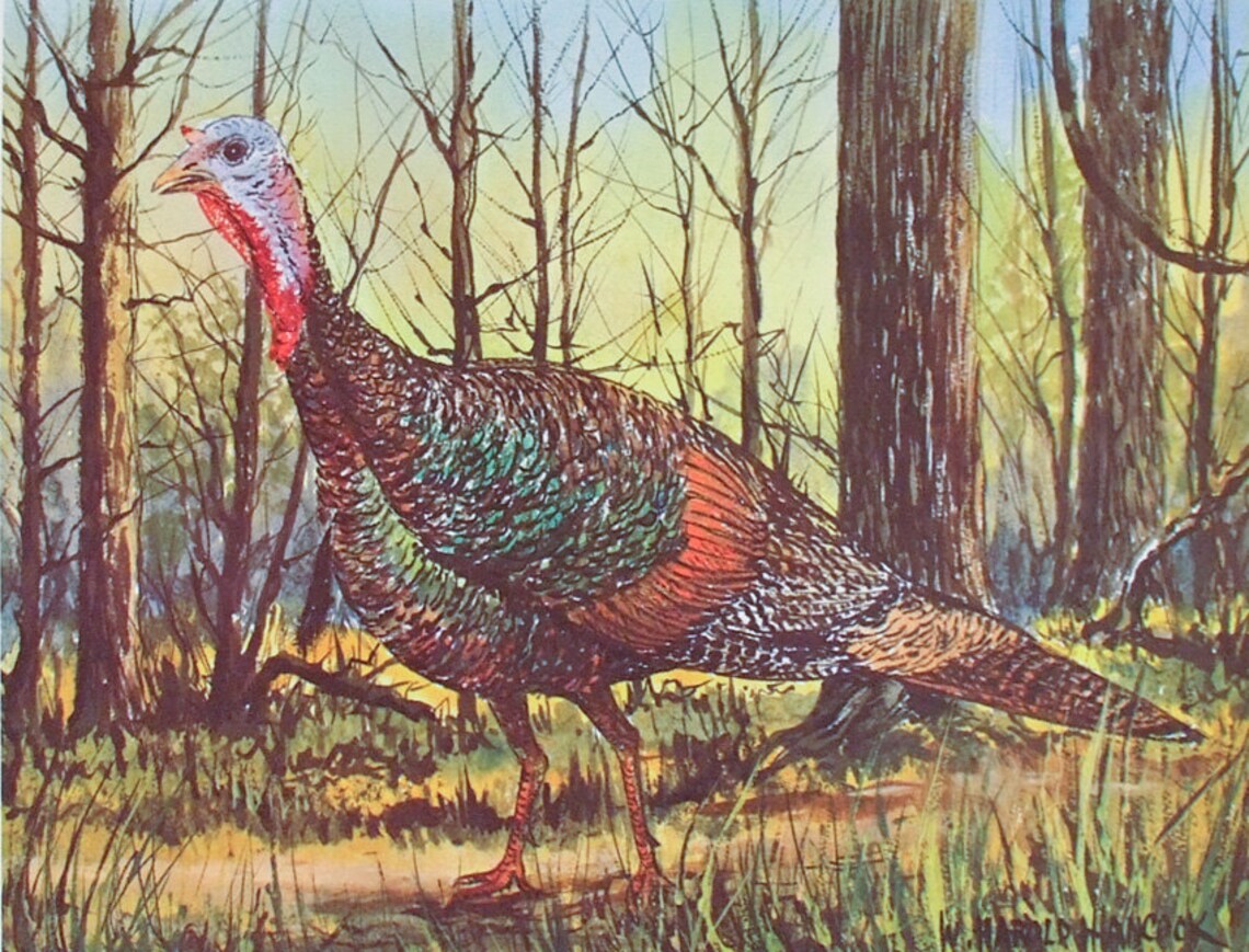 Wild Turkey Turkey Print Thanksgiving Turkey Art Wildlife Etsy