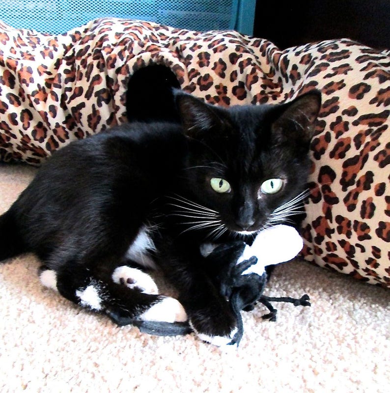 Slender Man Inspired Catnip Cat Toy | Etsy