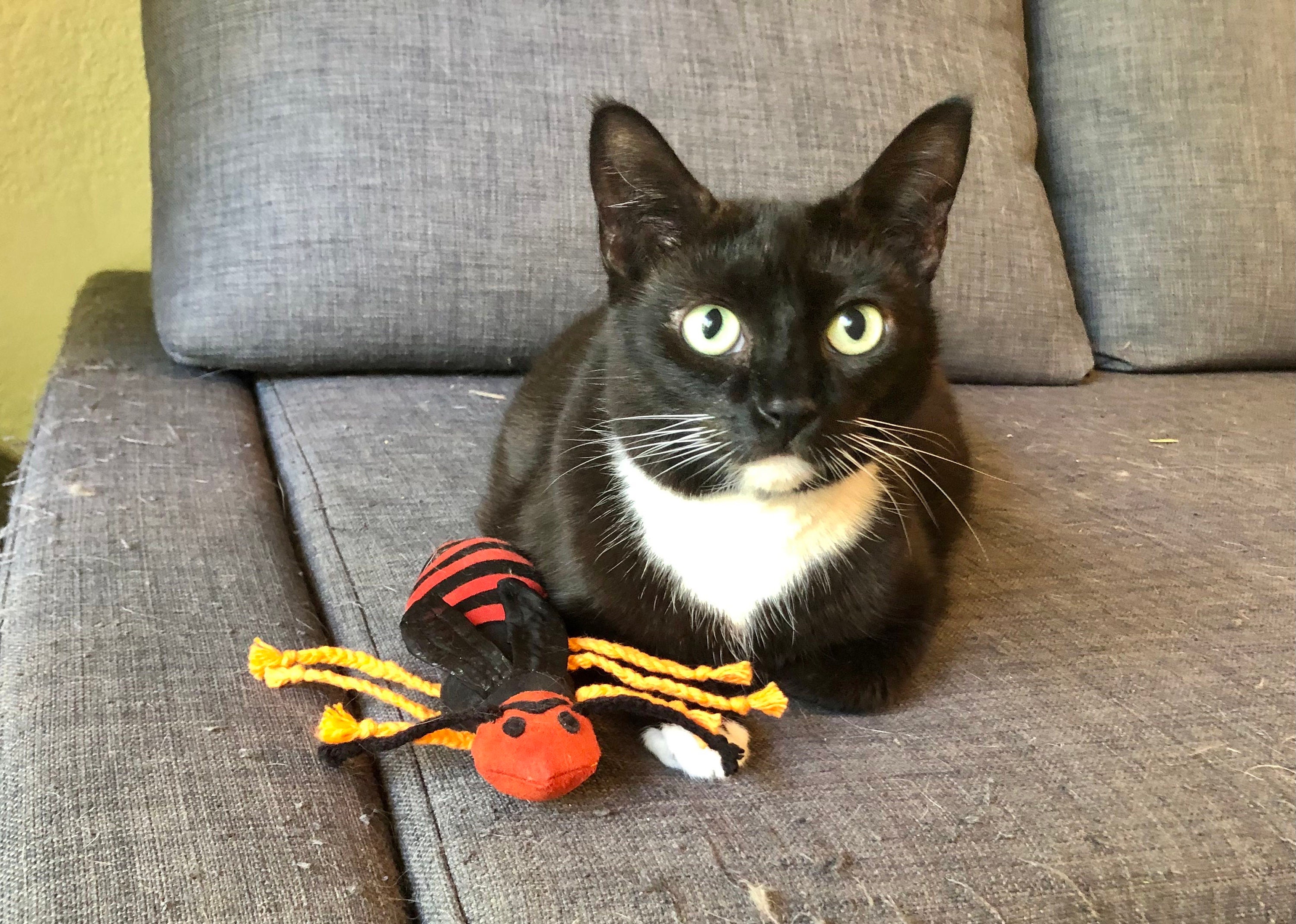 Murder Hornet Catnip Cat Toy | Etsy