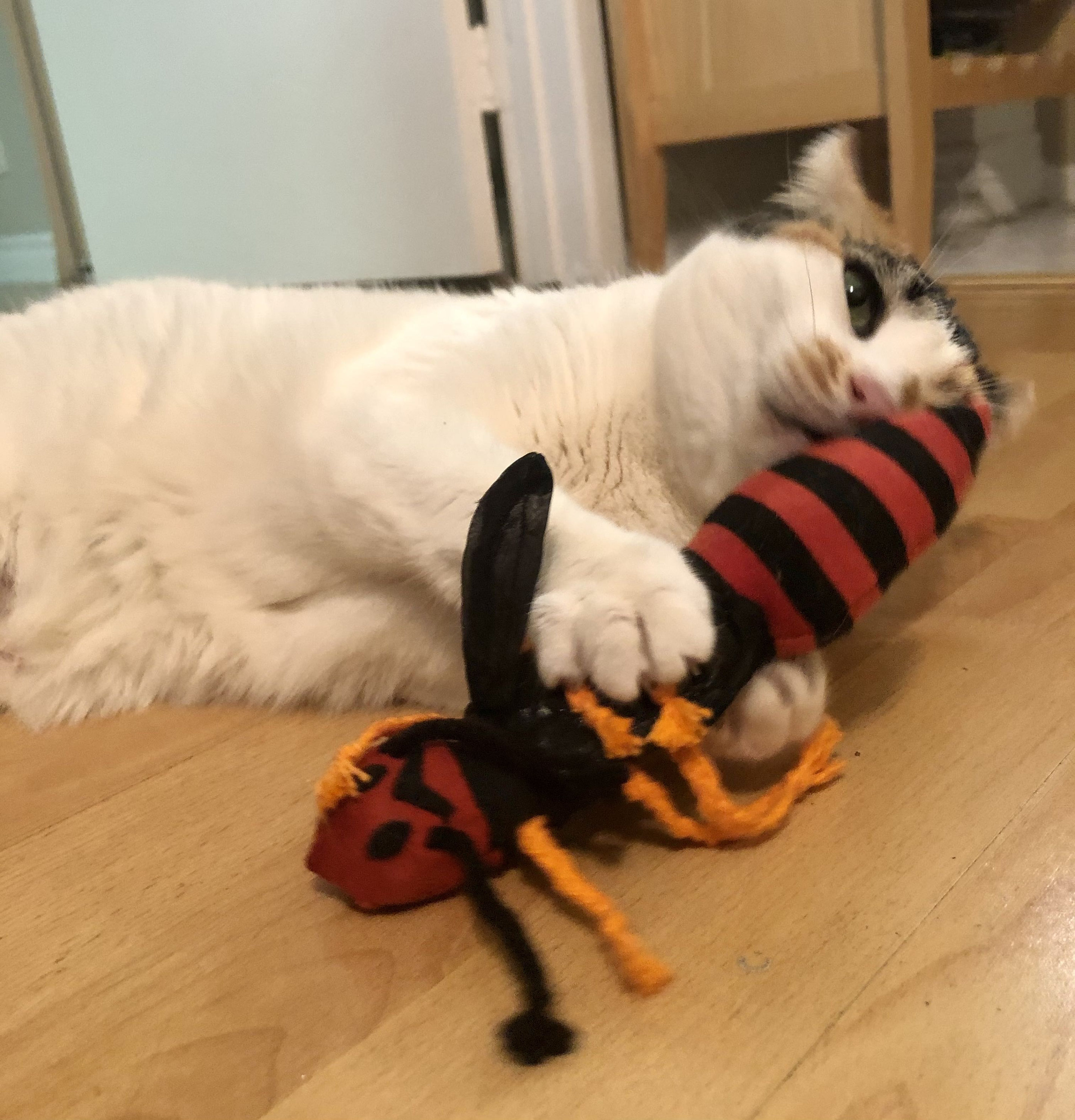 Murder Hornet Catnip Cat Toy - Etsy
