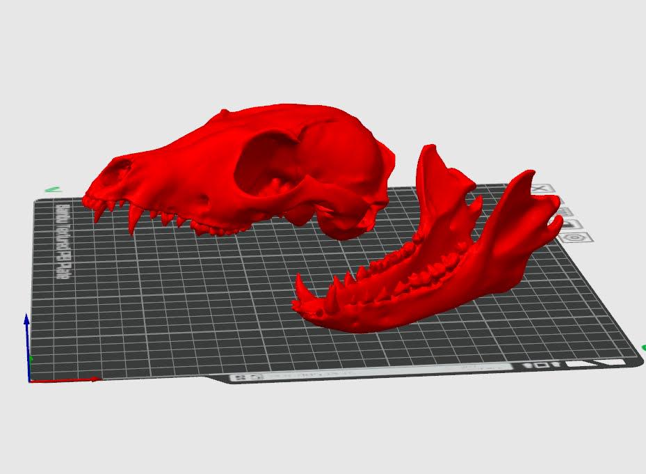 Red Fox Skull With Jaw 3d File - Etsy