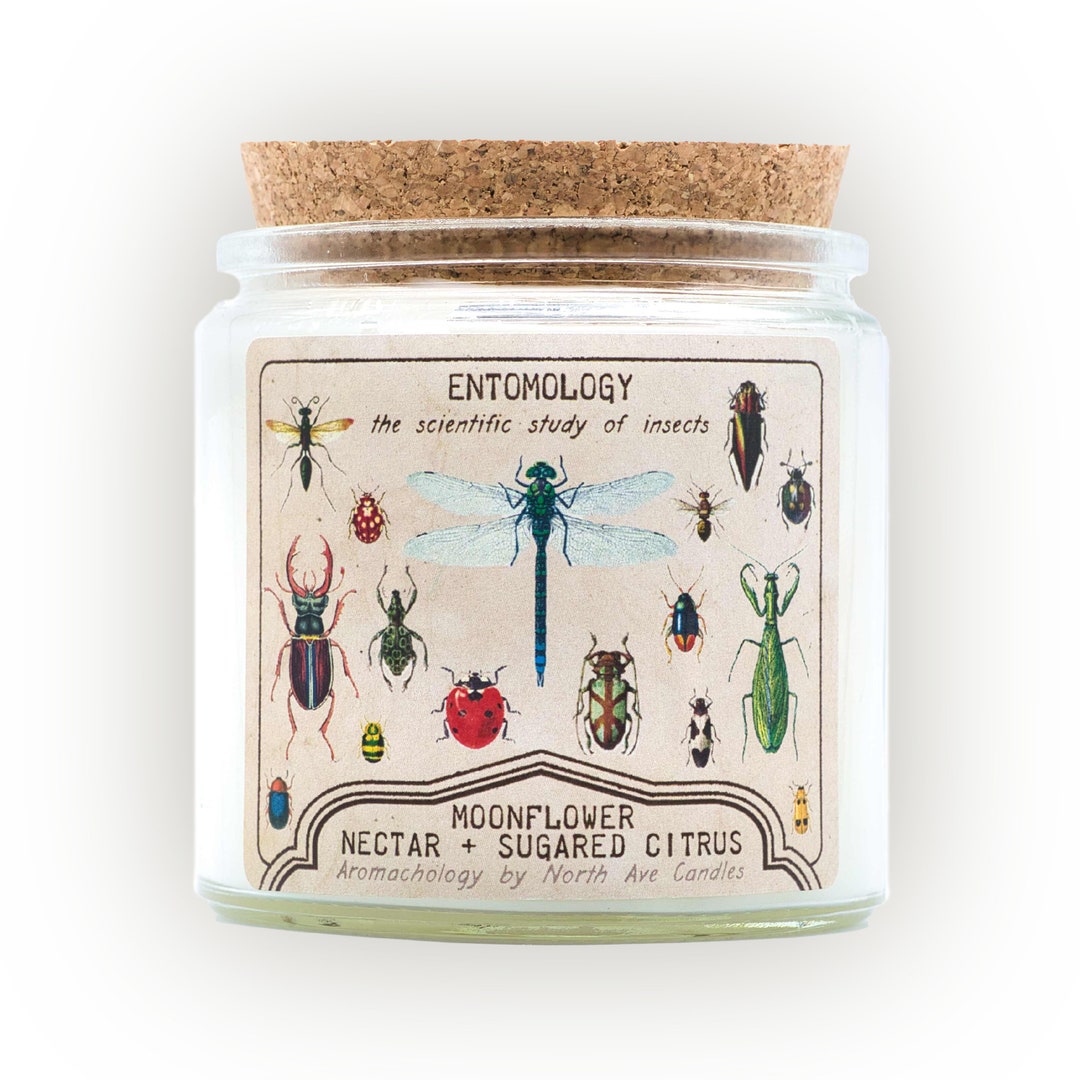 Entomology Bug Candle: Moonflower Nectar & Citrus Scent - Etsy