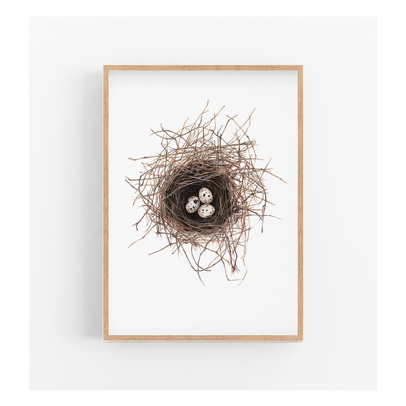 Bird Nest Print - Etsy
