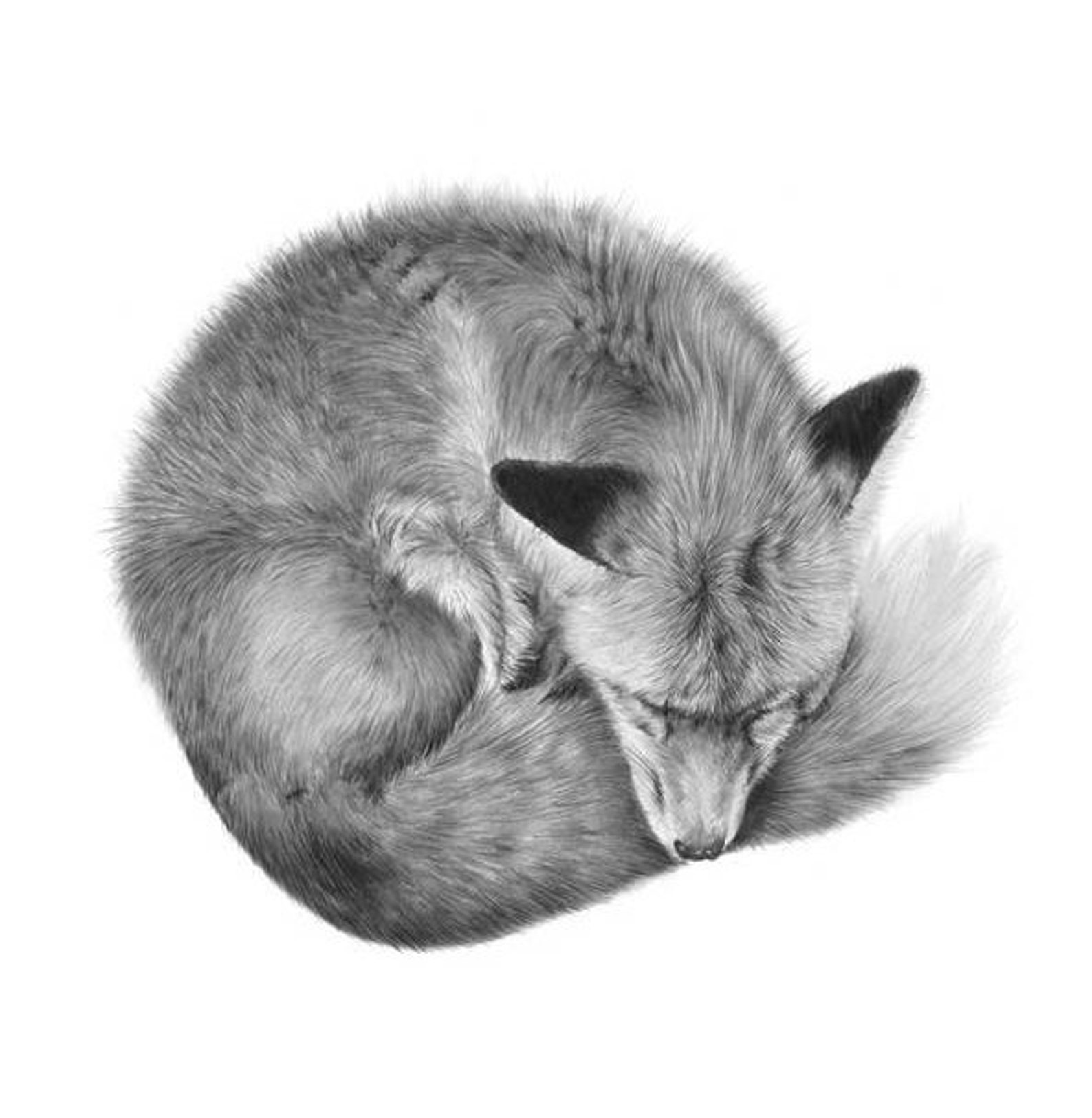 Black and White Fox Art Print Fox Wall Decor Woodland - Etsy