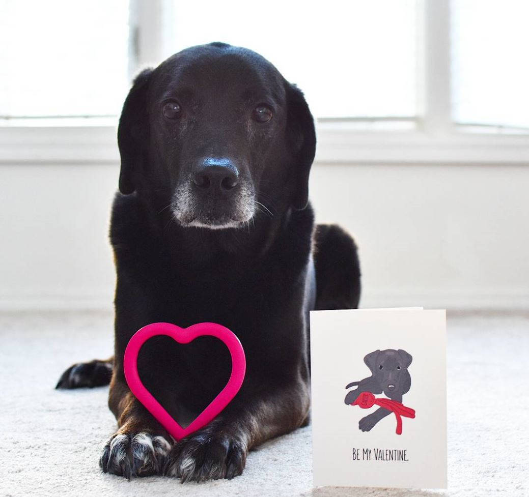 Dog Valentines Card Black Labrador Birthday Card Dog Lover | Etsy