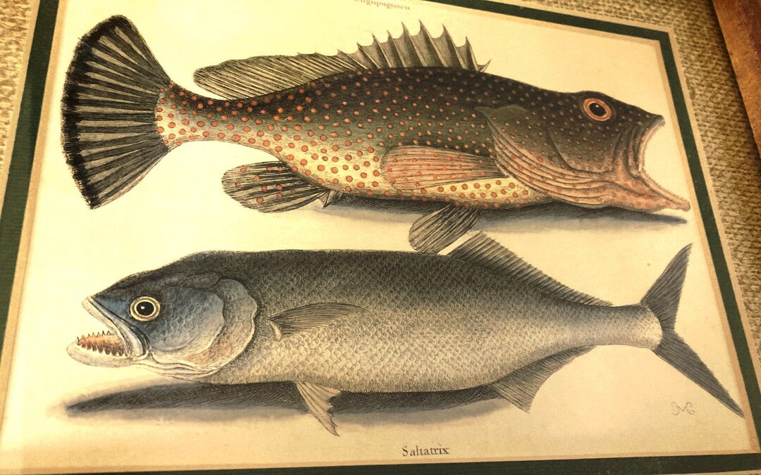 Vintage Fish Art Print Trout Bluefish Wall Art by Hart Lake W/ Wood ...