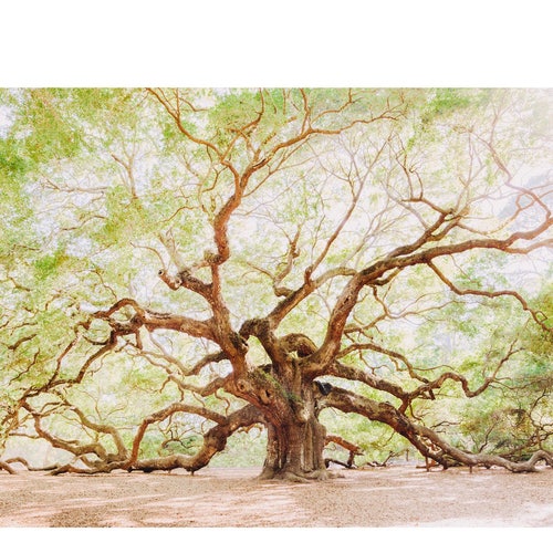 Angel Oak Watercolor Giclée Print Live Oak Tree - Etsy