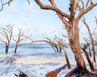 Botany Bay Road Edisto Island Beach / Trees Moss South Carolina Wall ...