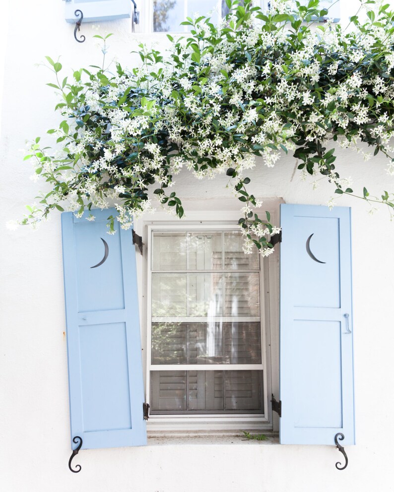 Charleston Windows With Jasmine Charleston Fine Art Prints | Etsy