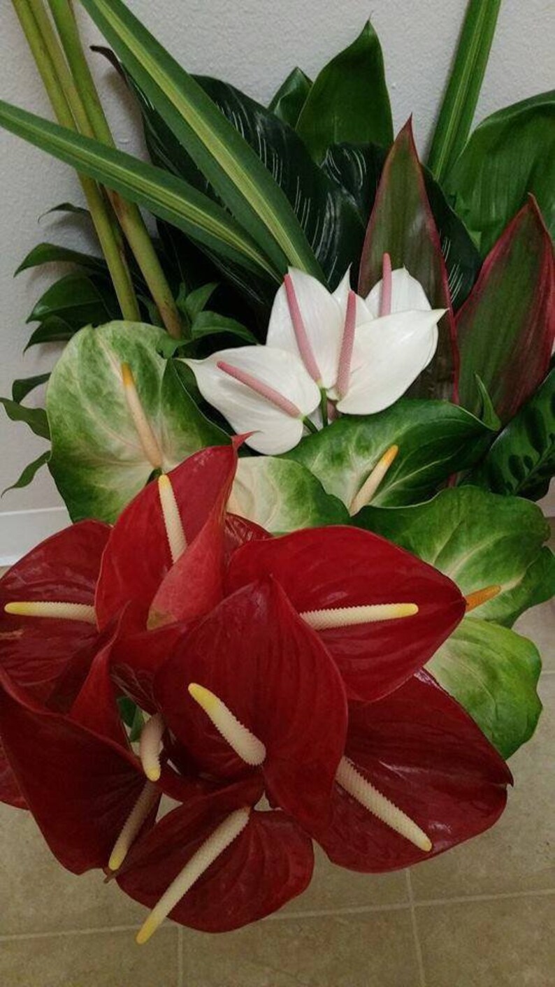Fresh Anthurium Arrangment Red White and Green - Etsy