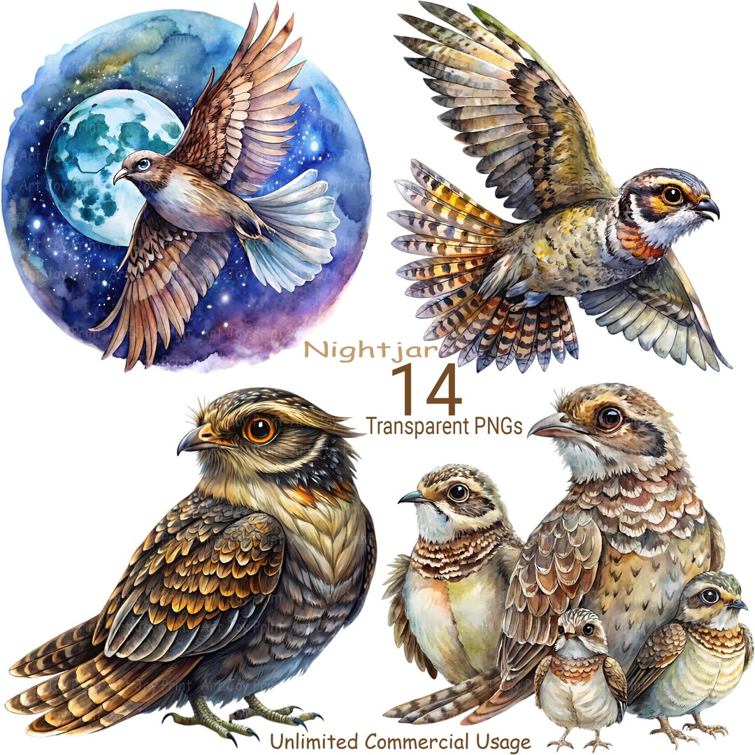 14 Watercolor Nightjar Clipart | PNG Nocturnal Bird Graphics for ...