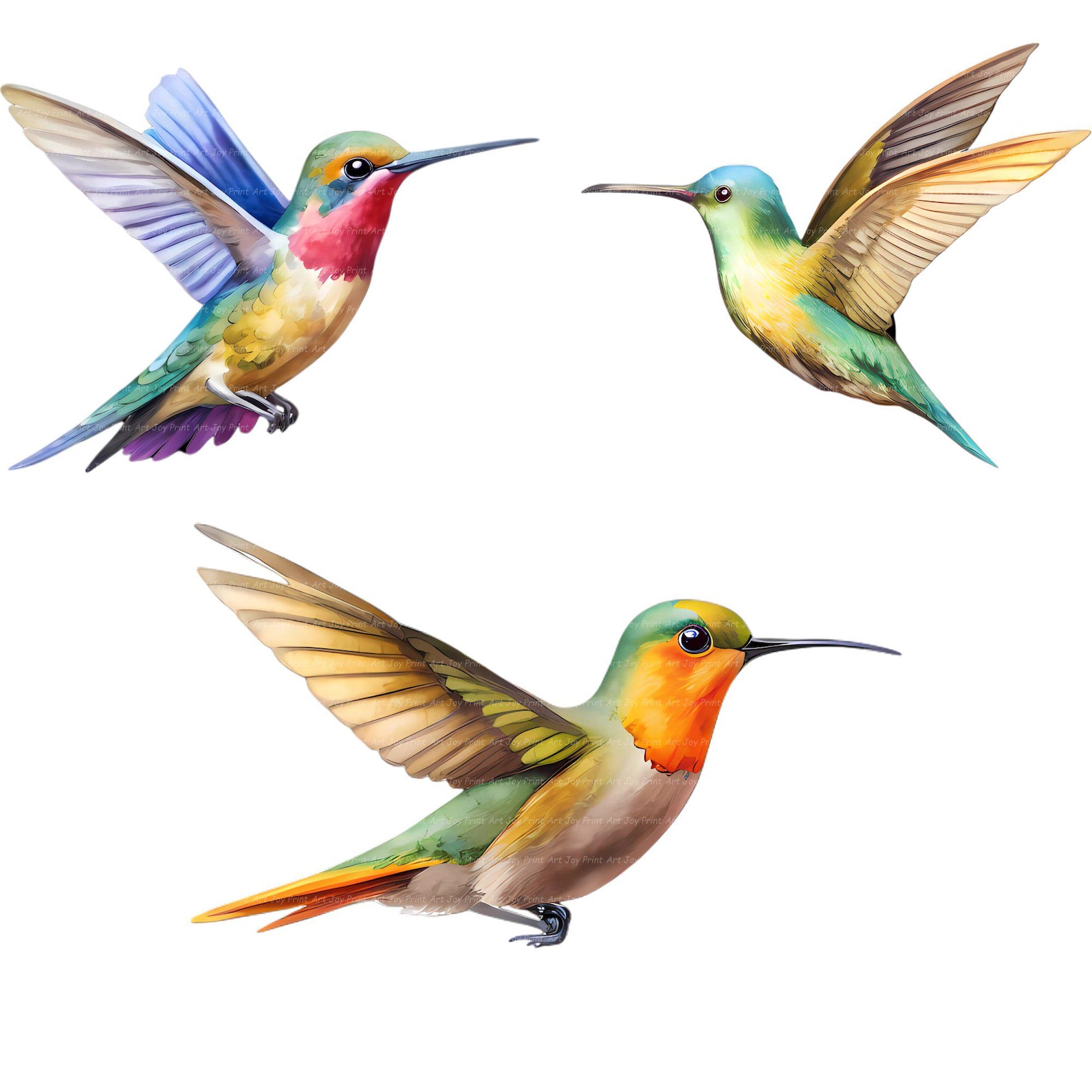 Watercolor Hummingbird Clipart: PNG Graphics Bundle (digital Download ...