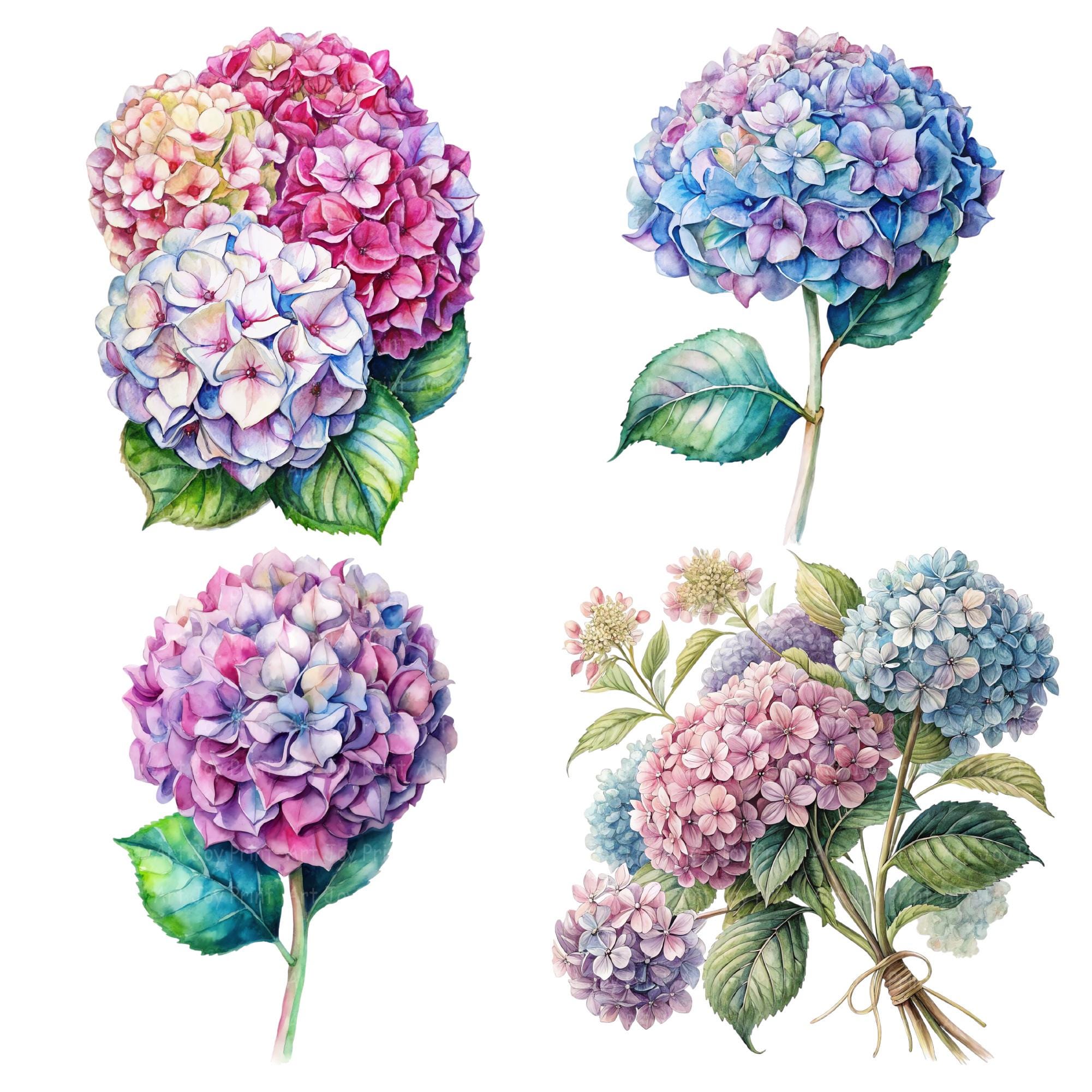 Watercolor Hydrangea Clipart Bundle: Floral Pngs for Commercial Use ...