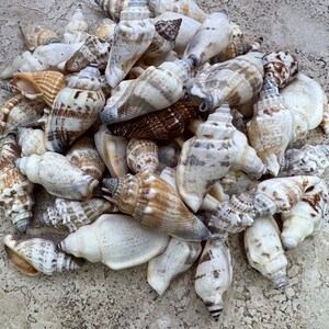 Shell Assortment, Specimen Shell, Unique Shell, Unusual Sea Shell ...
