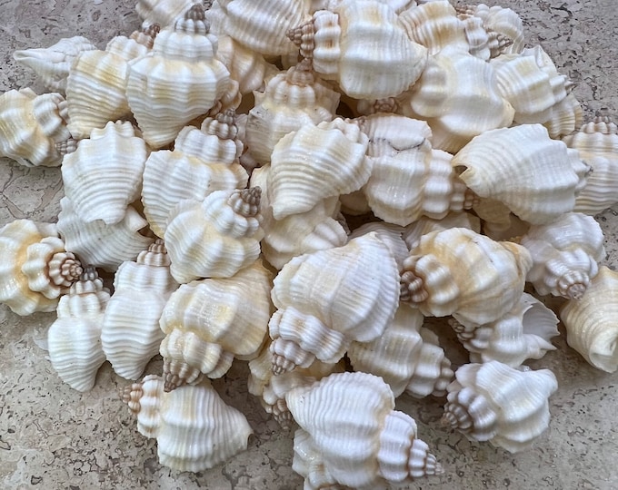 Nutmeg Cancellaria Shell, Specimen Shell, Unique Shell, Unusual Sea ...