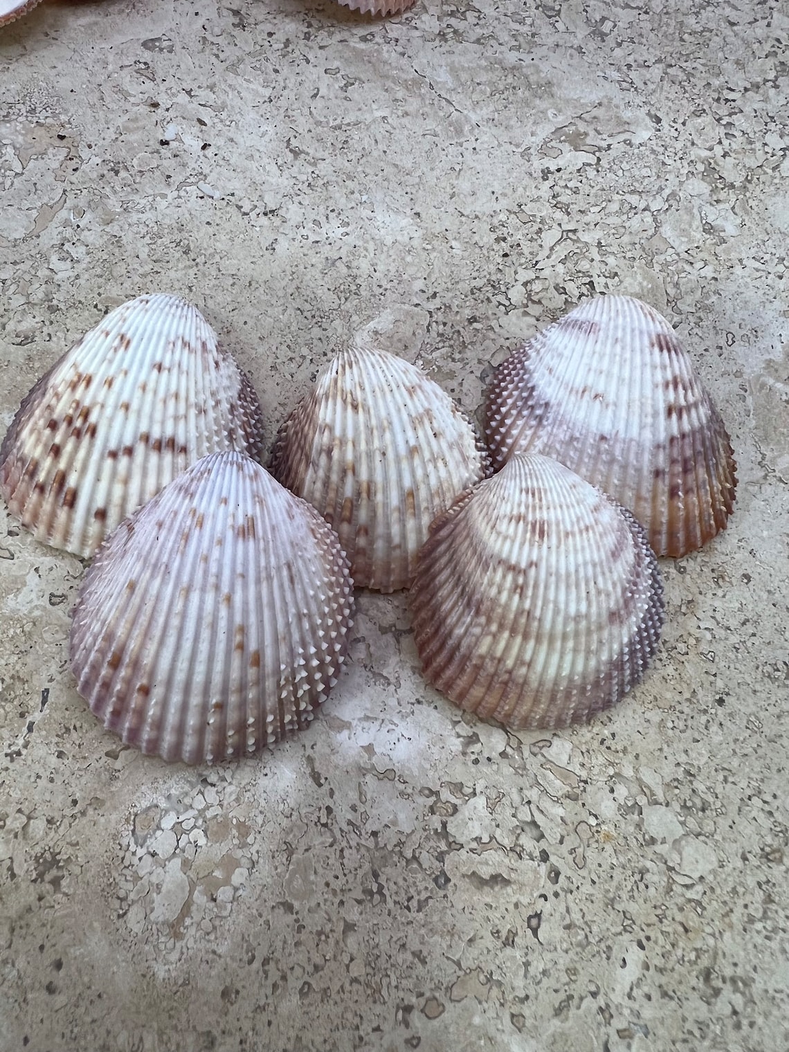 Haitian Rose Cockle Shells Strawberry Cockle Shells Craft - Etsy