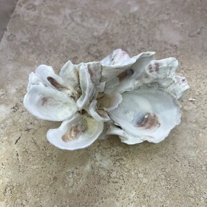 Oyster Shell Cluster, Beach Decor, Beach Wedding, Nautical Theme, Home ...