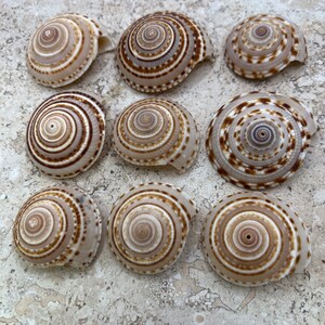 Perspective Sundial Shell, Sundial Shell, Beach Decor, Nautical Theme ...