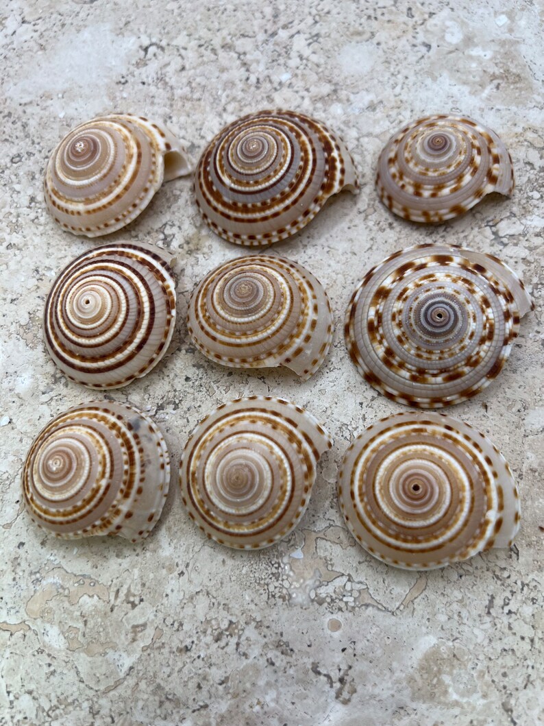 Perspective Sundial Shell Sundial Shell Beach Decor - Etsy