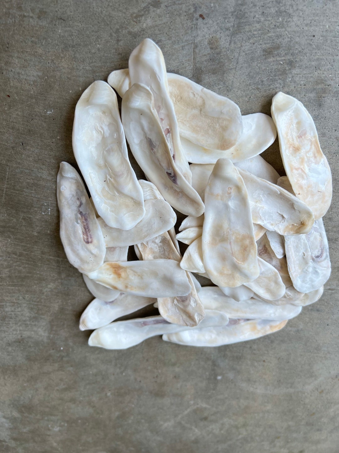 50 Flat Oyster Shells - Etsy