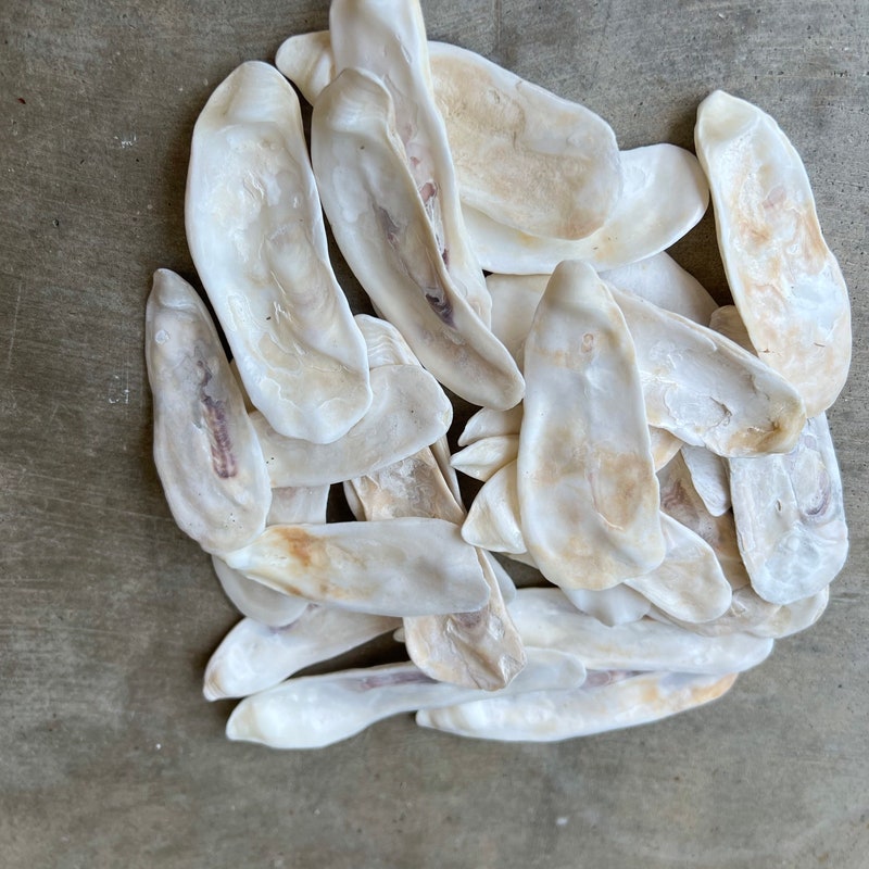 Oyster Shells Bulk - Etsy