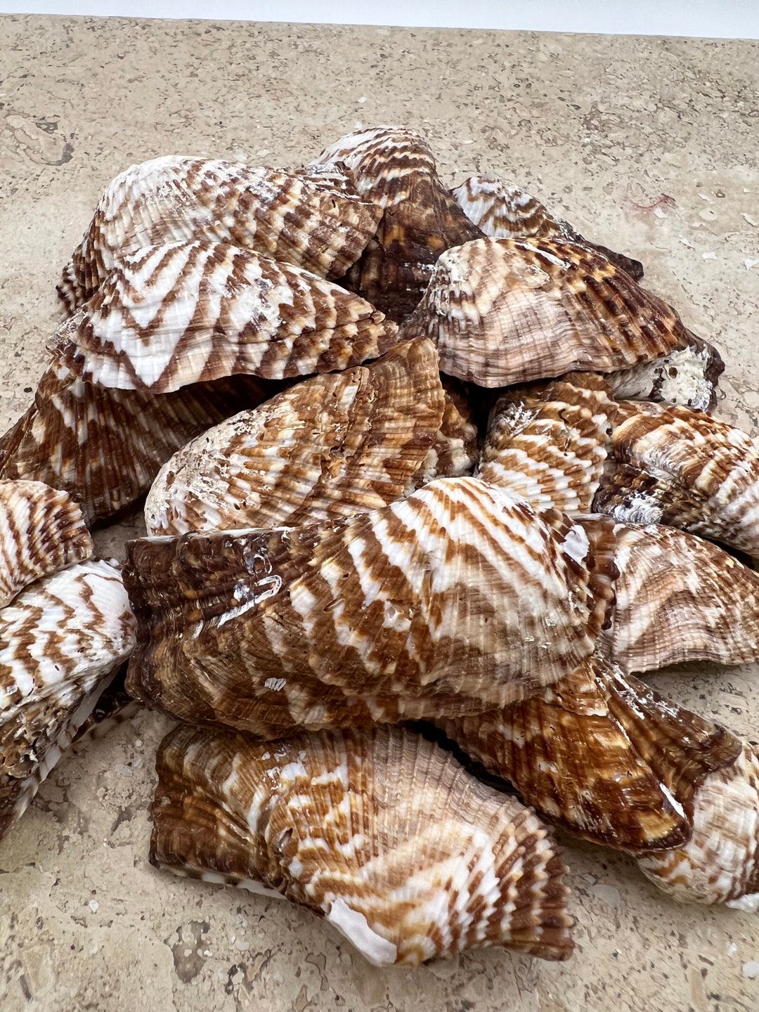 Turkey Wing Shell, Zebra Shell, Beach Decor, Beach Wedding, Nautical ...