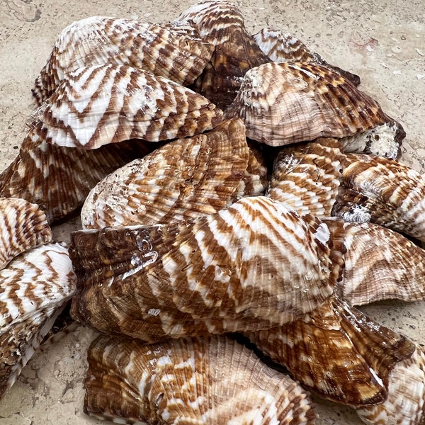 Turkey Wing Shells - Etsy