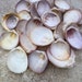 Haitian Rose Cockle Shells, Strawberry Cockle Shells, Craft Shells ...