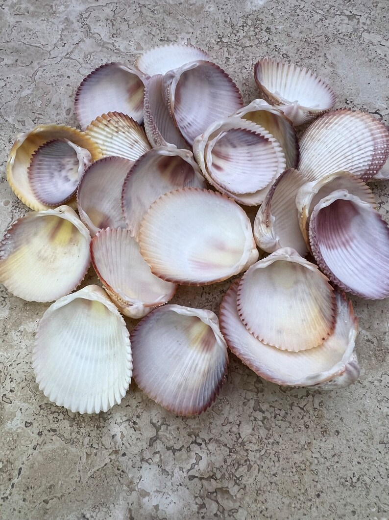 Haitian Rose Cockle Shells Strawberry Cockle Shells Craft - Etsy