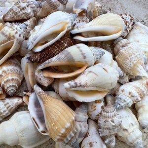 Shell Assortment, Specimen Shell, Unique Shell, Unusual Sea Shell ...