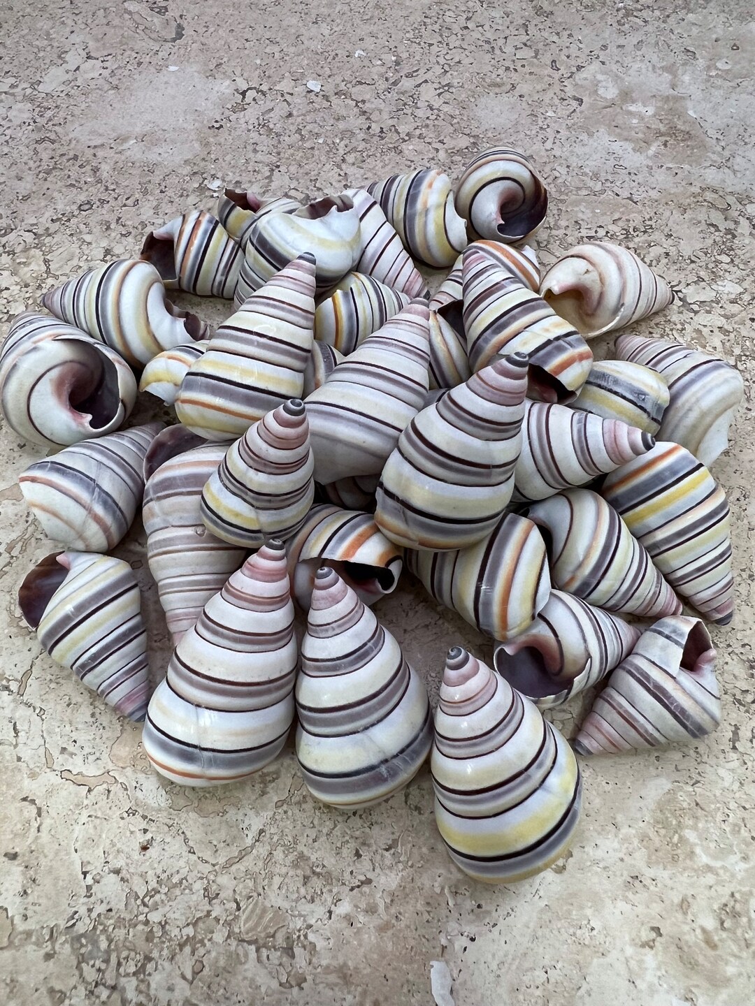 Candy Stripe Snail Shell, Craft Shells, Home Decor, Beach Decor, Beach ...