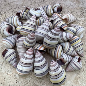 Candy Stripe Snail Shell, Craft Shells, Home Decor, Beach Decor, Beach ...