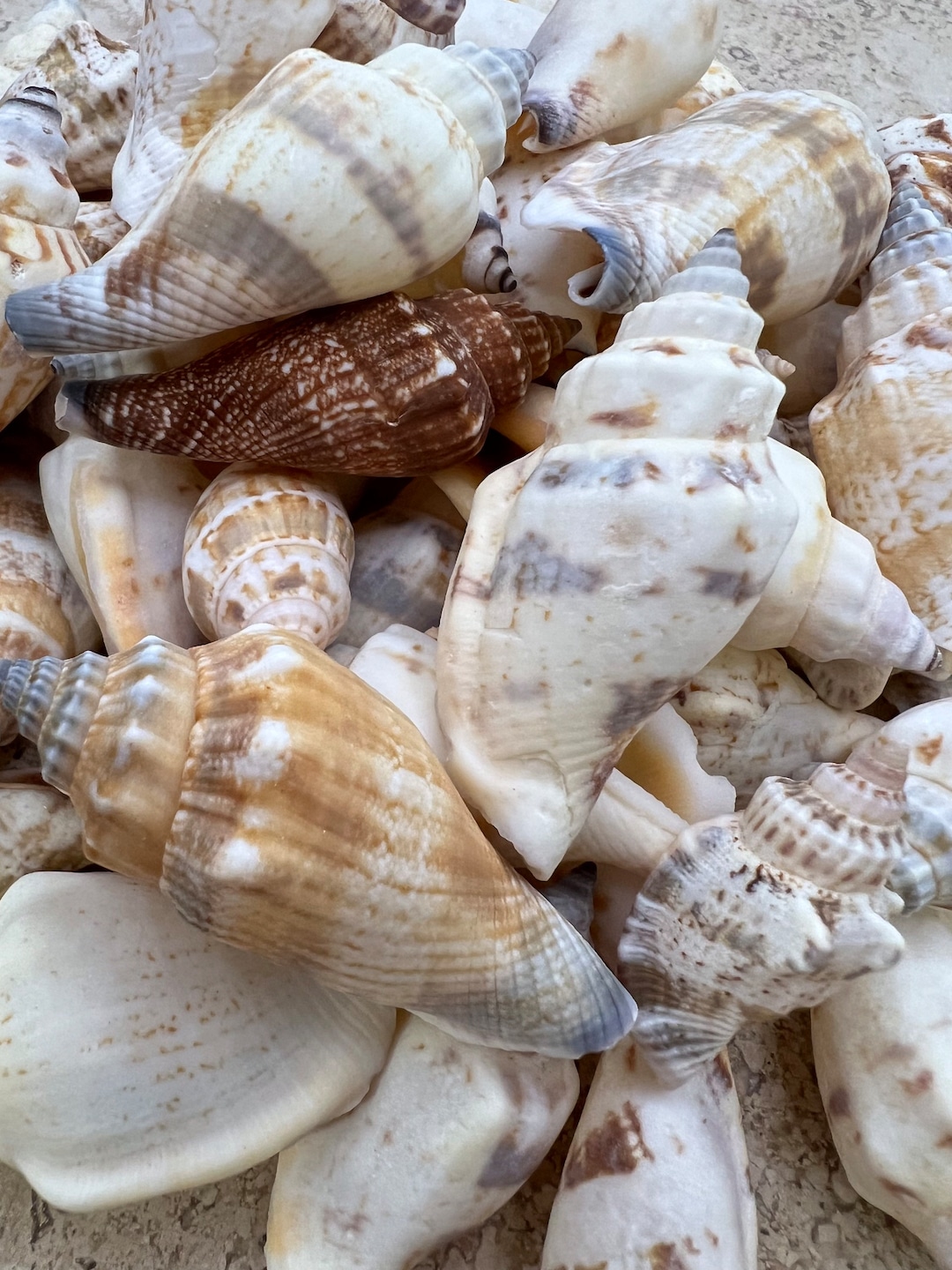 Shell Assortment, Specimen Shell, Unique Shell, Unusual Sea Shell ...