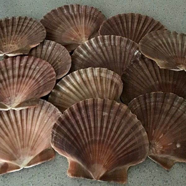 Scallop Shell - Etsy