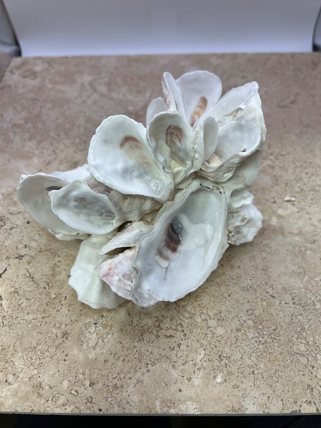 Oyster Shell Cluster, Beach Decor, Beach Wedding, Nautical Theme, Home ...