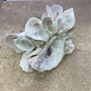 Oyster Shell Cluster, Beach Decor, Beach Wedding, Nautical Theme, Home ...