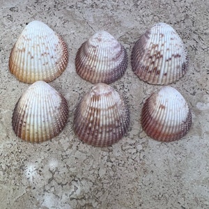 Haitian Rose Cockle Shells, Strawberry Cockle Shells, Craft Shells ...