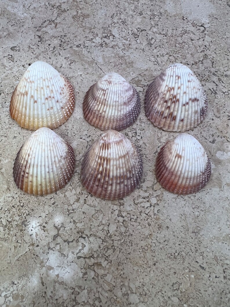 Haitian Rose Cockle Shells Strawberry Cockle Shells Craft - Etsy