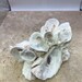 Oyster Shell Cluster, Beach Decor, Beach Wedding, Nautical Theme, Home ...