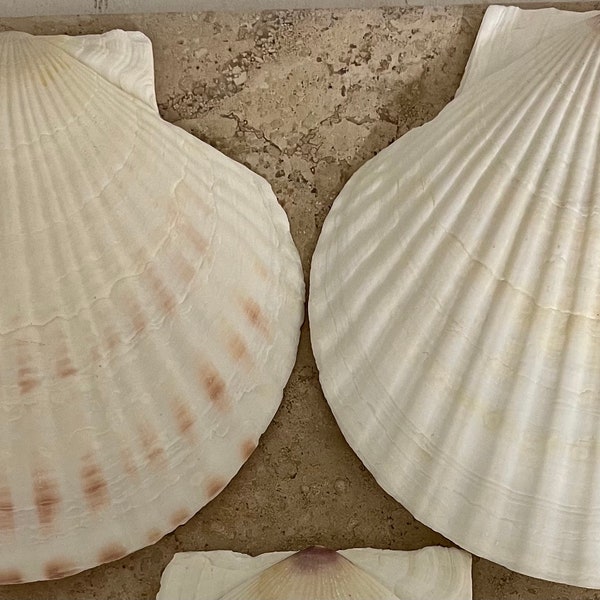 Scallop Shell - Etsy