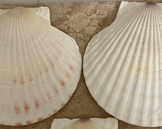 Extra Large 5 6 White Scallop Shells, Irish Baking Shells, Scallop ...