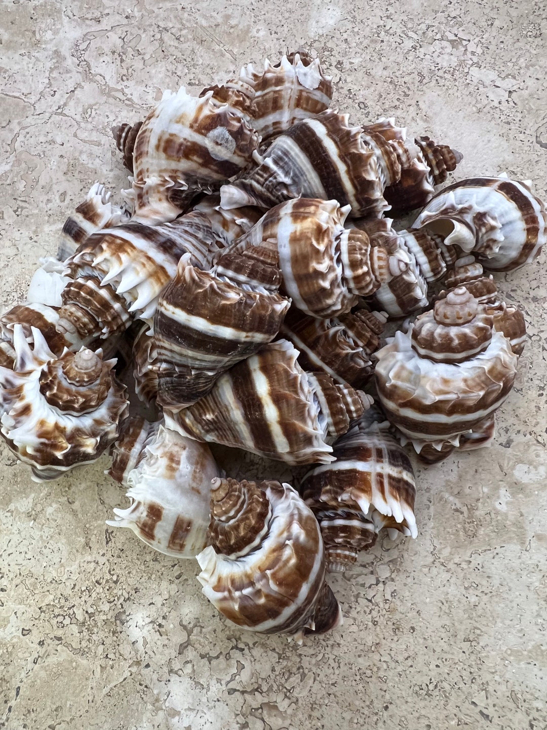 Kings Crownshell, Specimen Shell, Unique Shell, Unusual Sea Shell ...