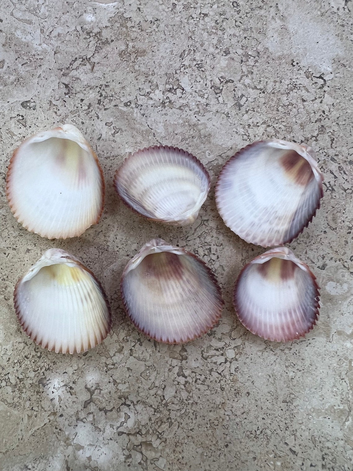 Haitian Rose Cockle Shells Strawberry Cockle Shells Craft - Etsy