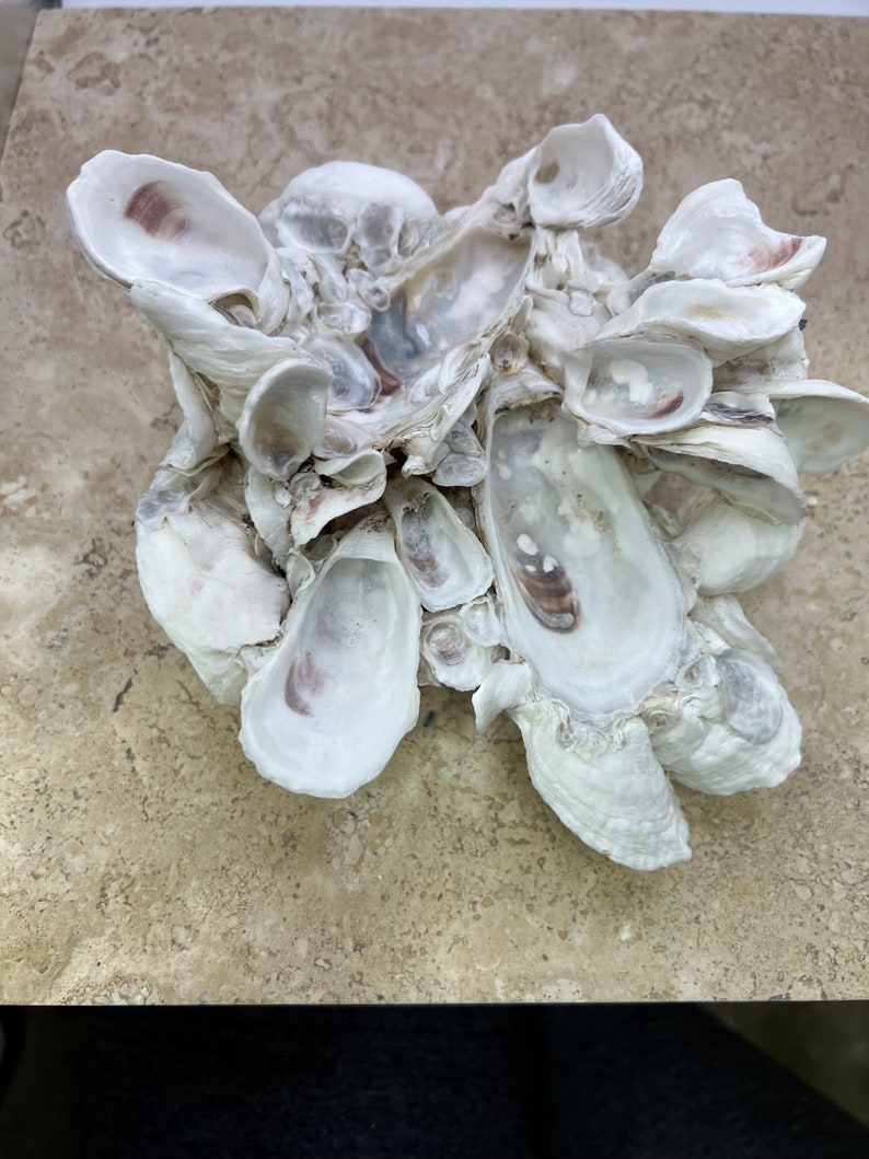 Oyster Shell Cluster Beach Decor Beach Wedding Nautical - Etsy